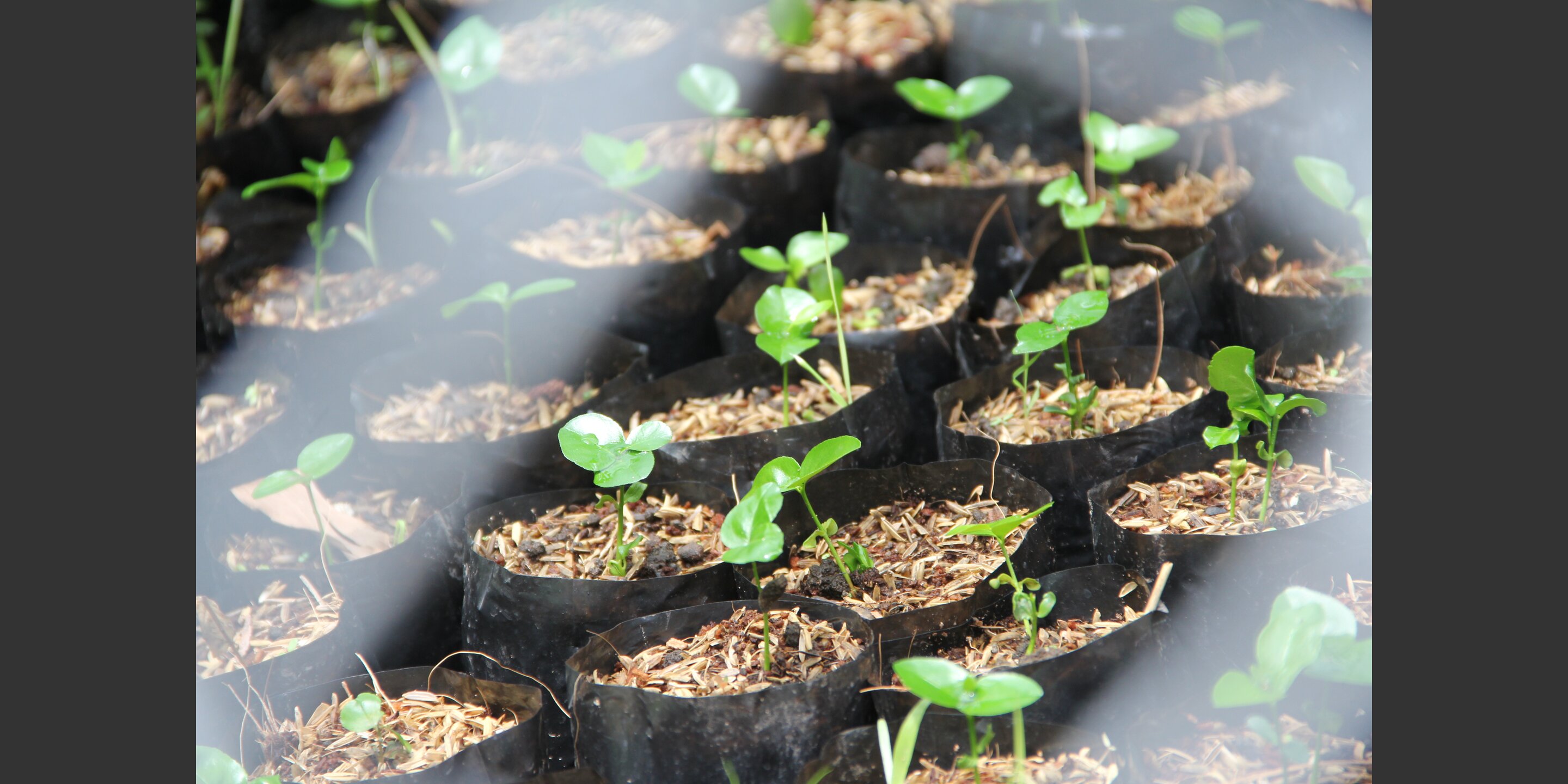 Biotrade | Vietnam | Helvetas